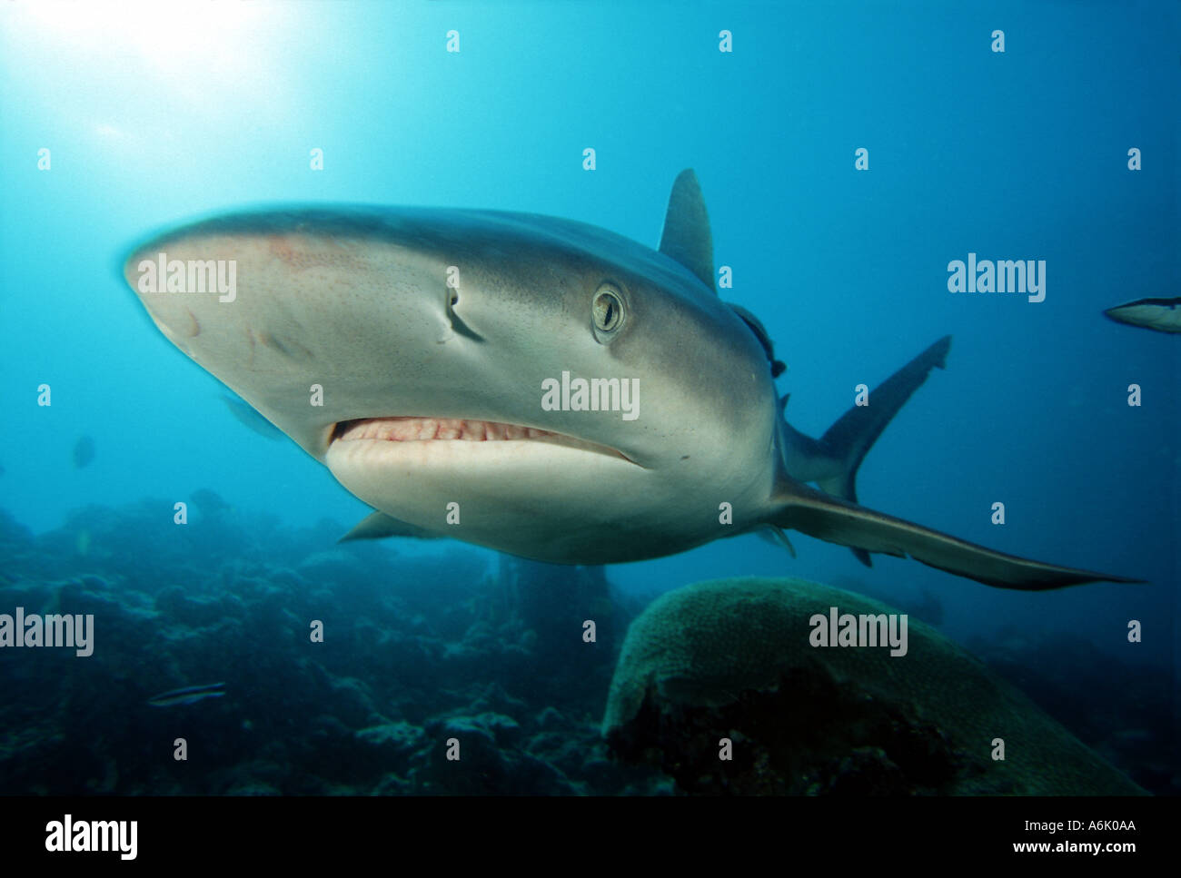 grey reef shark Carcharhinus amblyrhynchos off Mana Island Fiji Stock ...