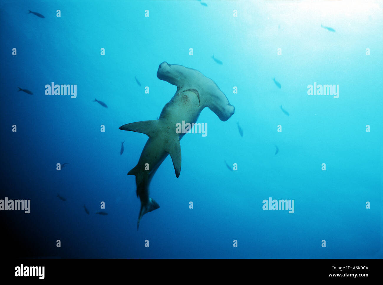 SCALLOPED HAMMERHEAD SHARK Sphyrna lewini GALAPAGOS ISLANDS Stock Photo ...