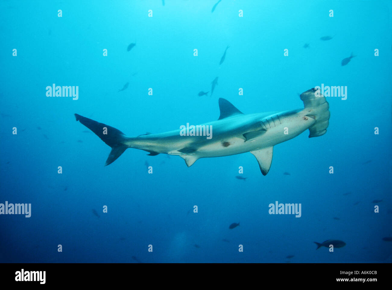 SCALLOPED HAMMERHEAD SHARK Sphyrna lewini GALAPAGOS ISLANDS Stock Photo ...