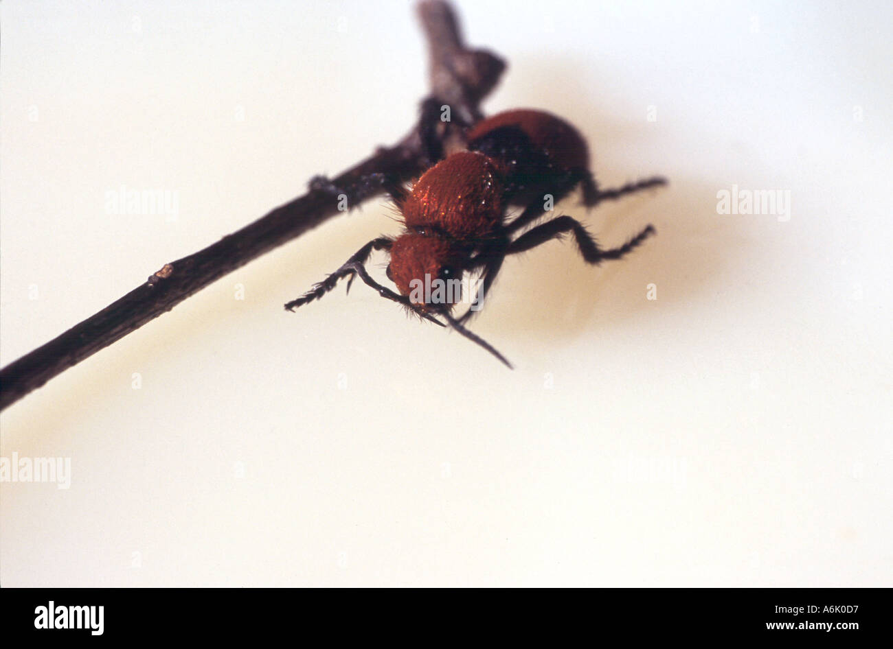 Female Velvet Ant High Resolution Stock Photography and Images - Alamy