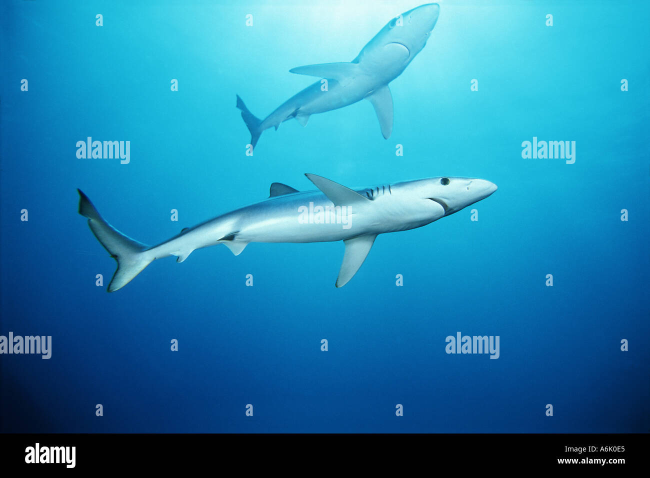 BLUE SHARKS Prionace glauca CALIFORNIA USA Stock Photo - Alamy