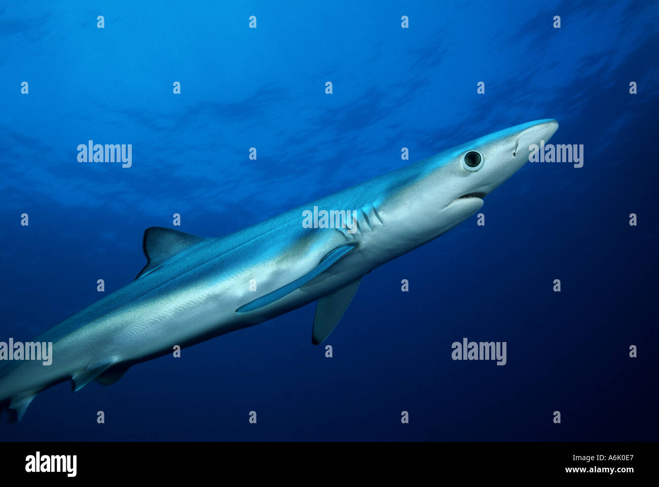 BLUE SHARK Prionace glauca CALIFORNIA USA Stock Photo - Alamy