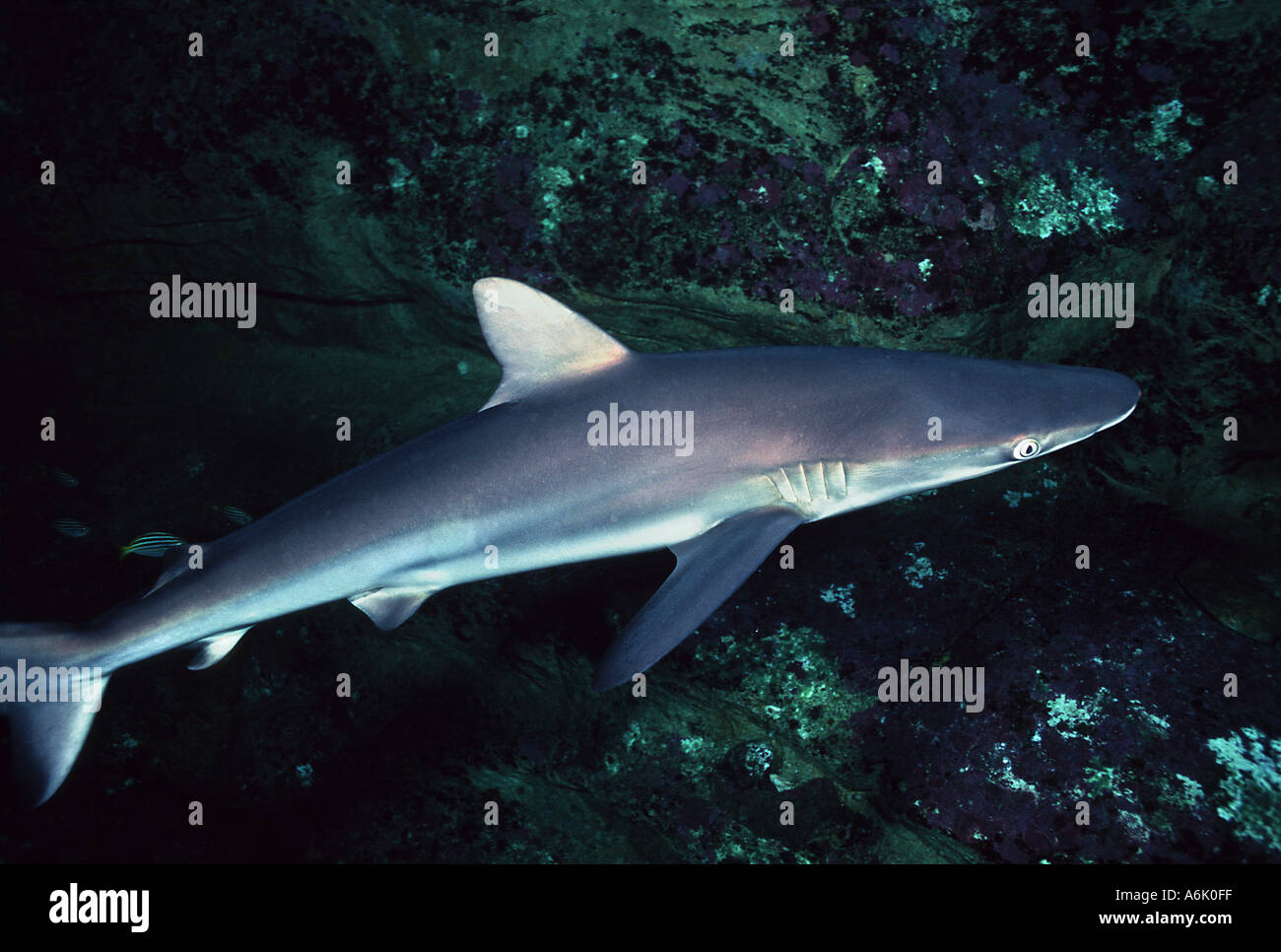 Dusky shark hi-res stock photography and images - Alamy