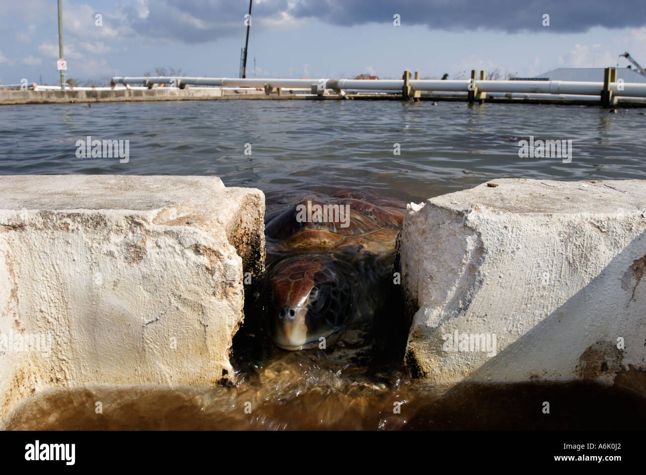Green sea turtles in turtle farm Stock Photo - Alamy