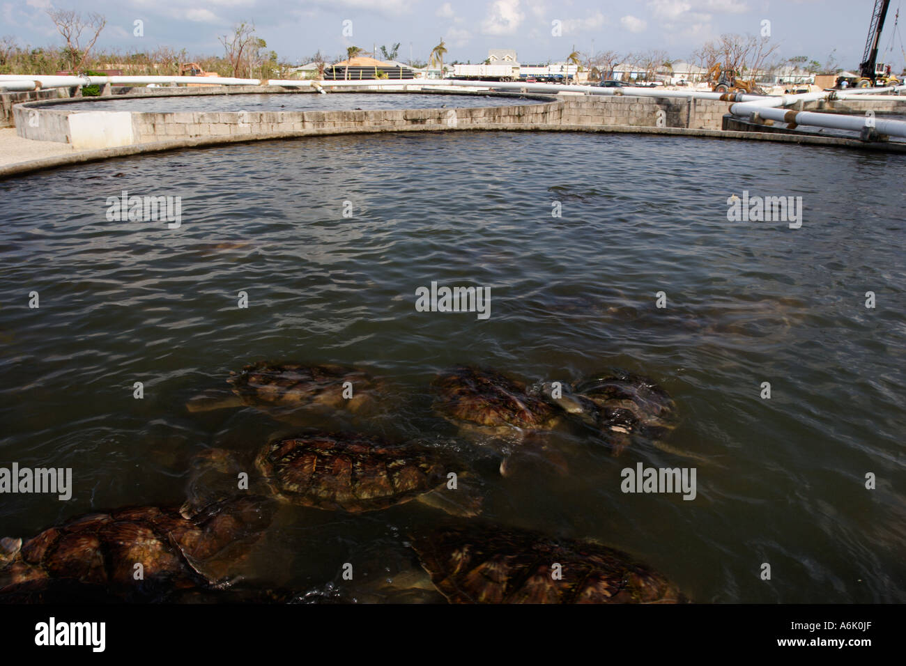 Green sea turtles in turtle farm Stock Photo - Alamy