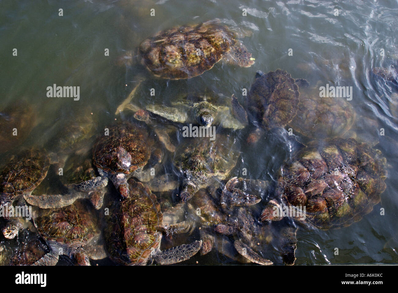 Green sea turtles in turtle farm Stock Photo - Alamy