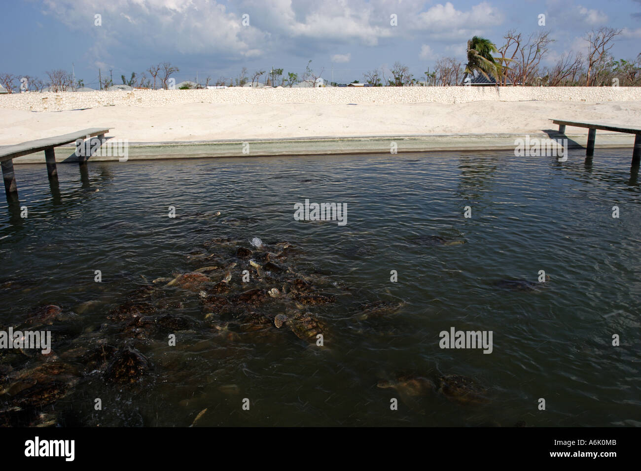 Green sea turtles in turtle farm Stock Photo - Alamy