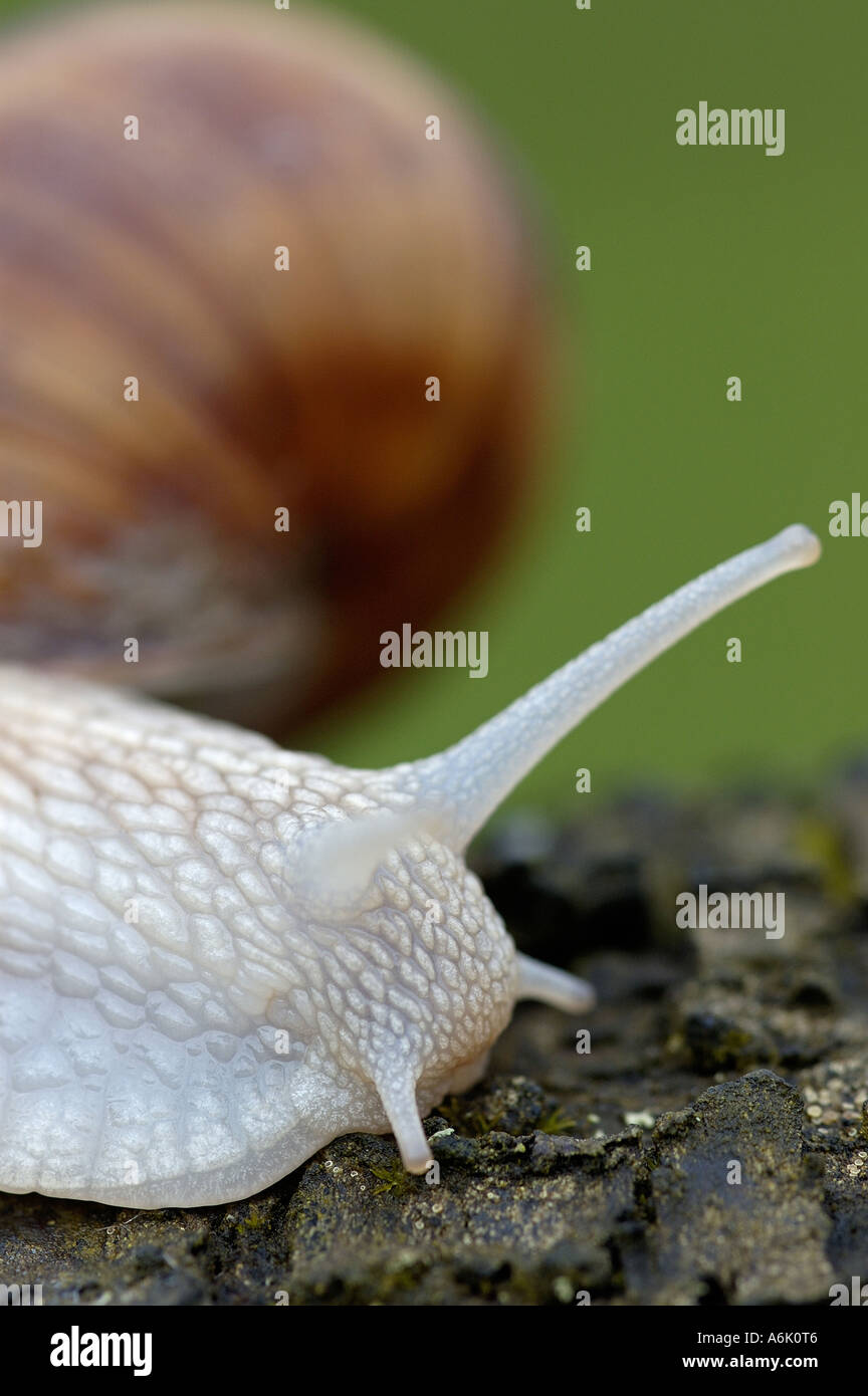 Roman snail, escargot, escargot snail, edible snail, apple snail ...