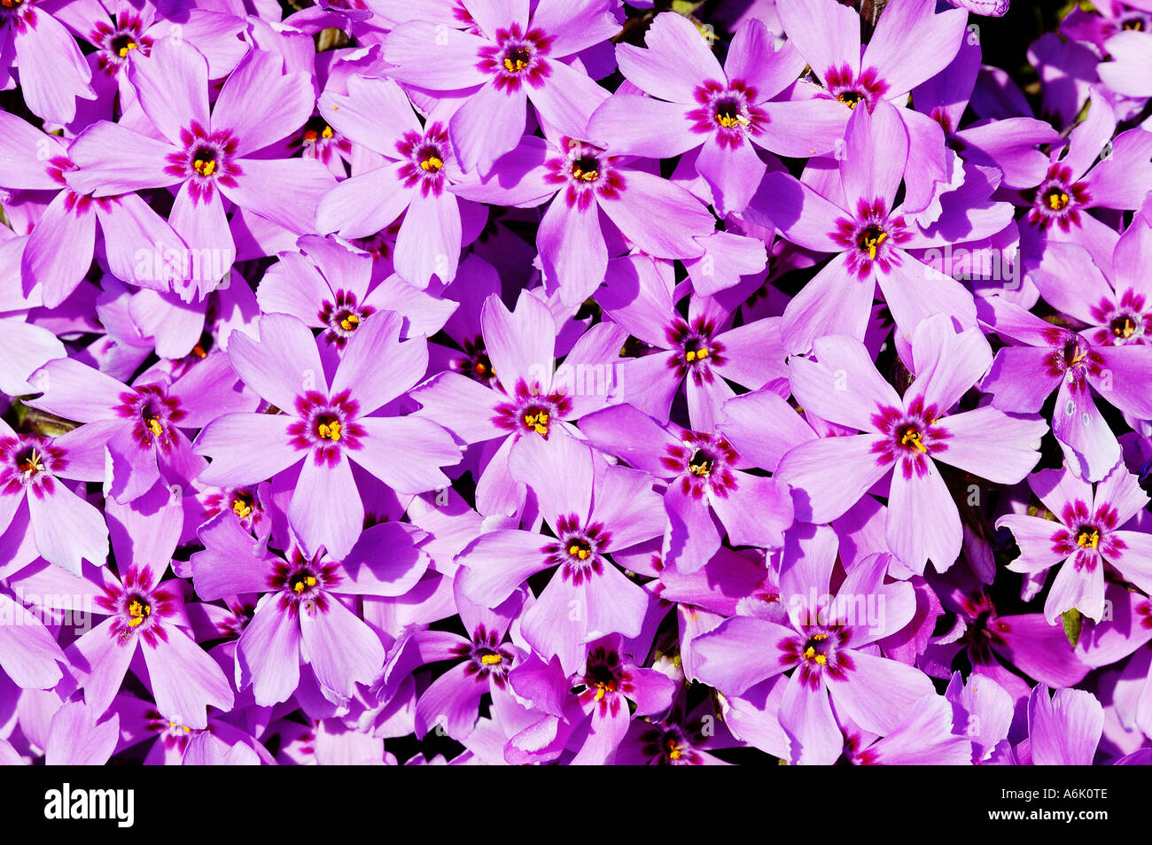 Section of a ground pink with blossoms hi-res stock photography and ...