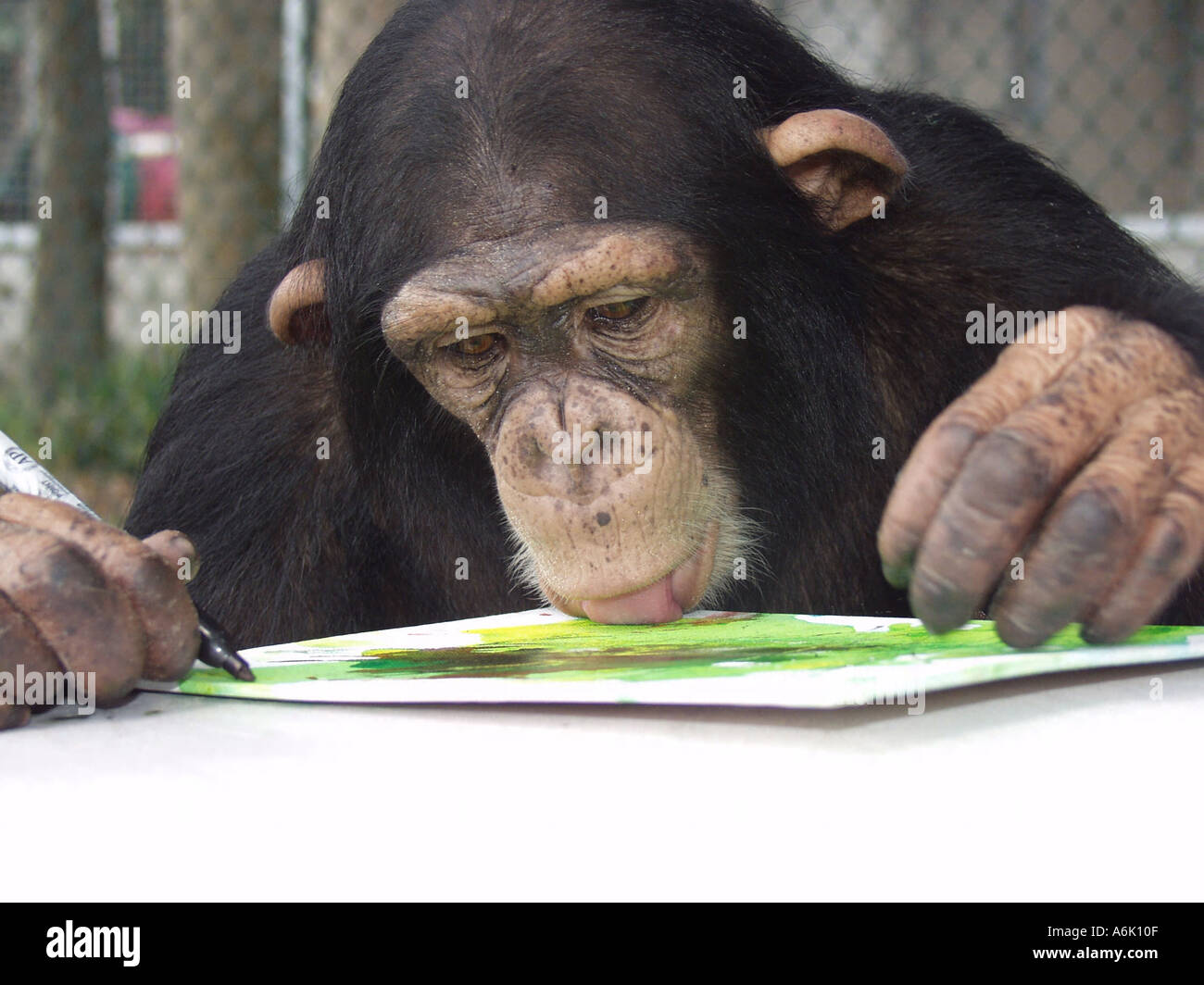 Chimp created a fingerpainting and thinks it looks good enough to eat ...