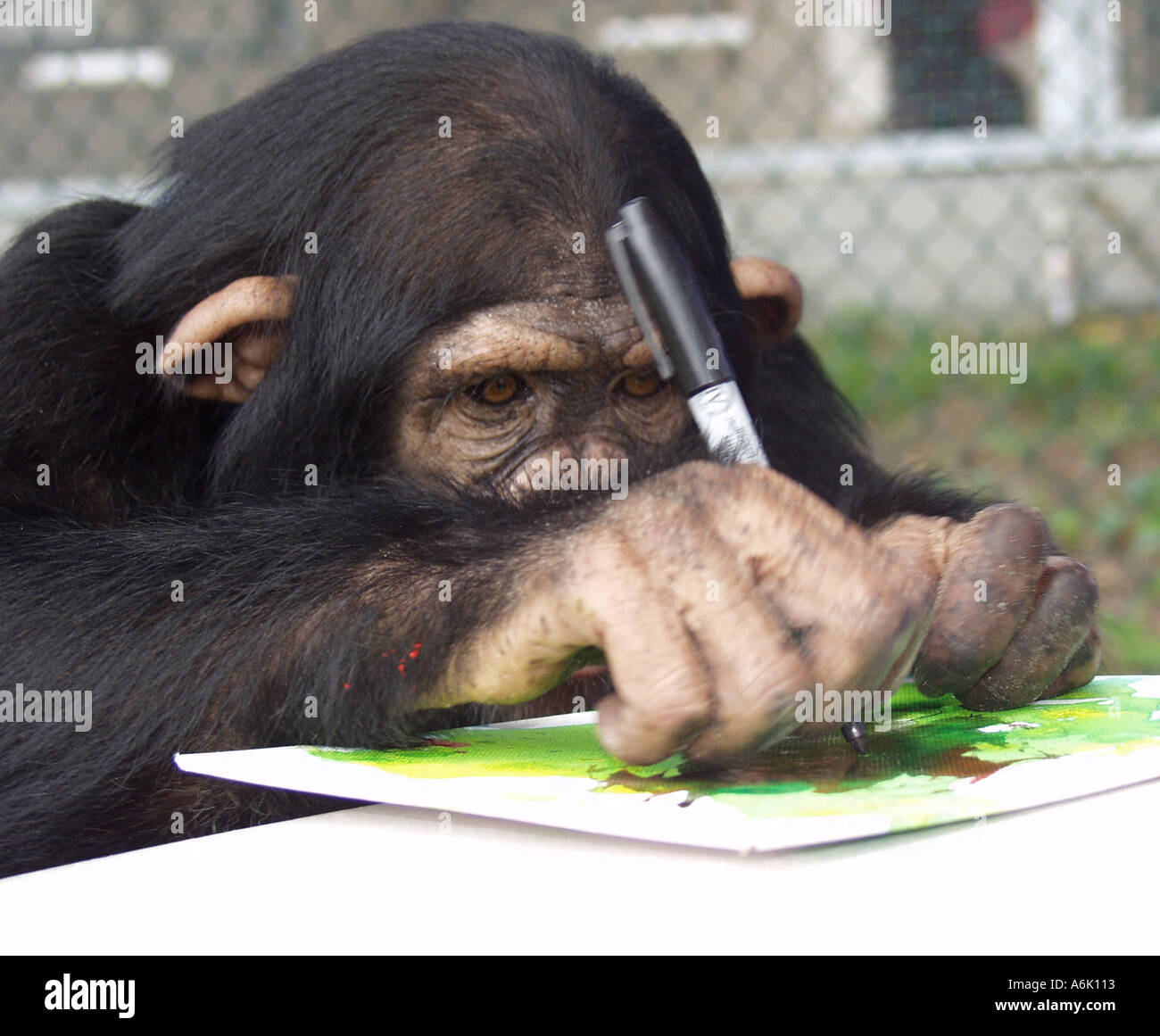Chimpanzee Art High Resolution Stock Photography and Images - Alamy