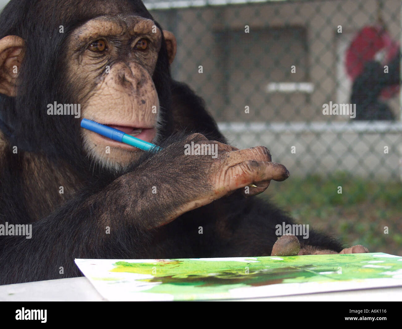 Monkey Holding Pencil