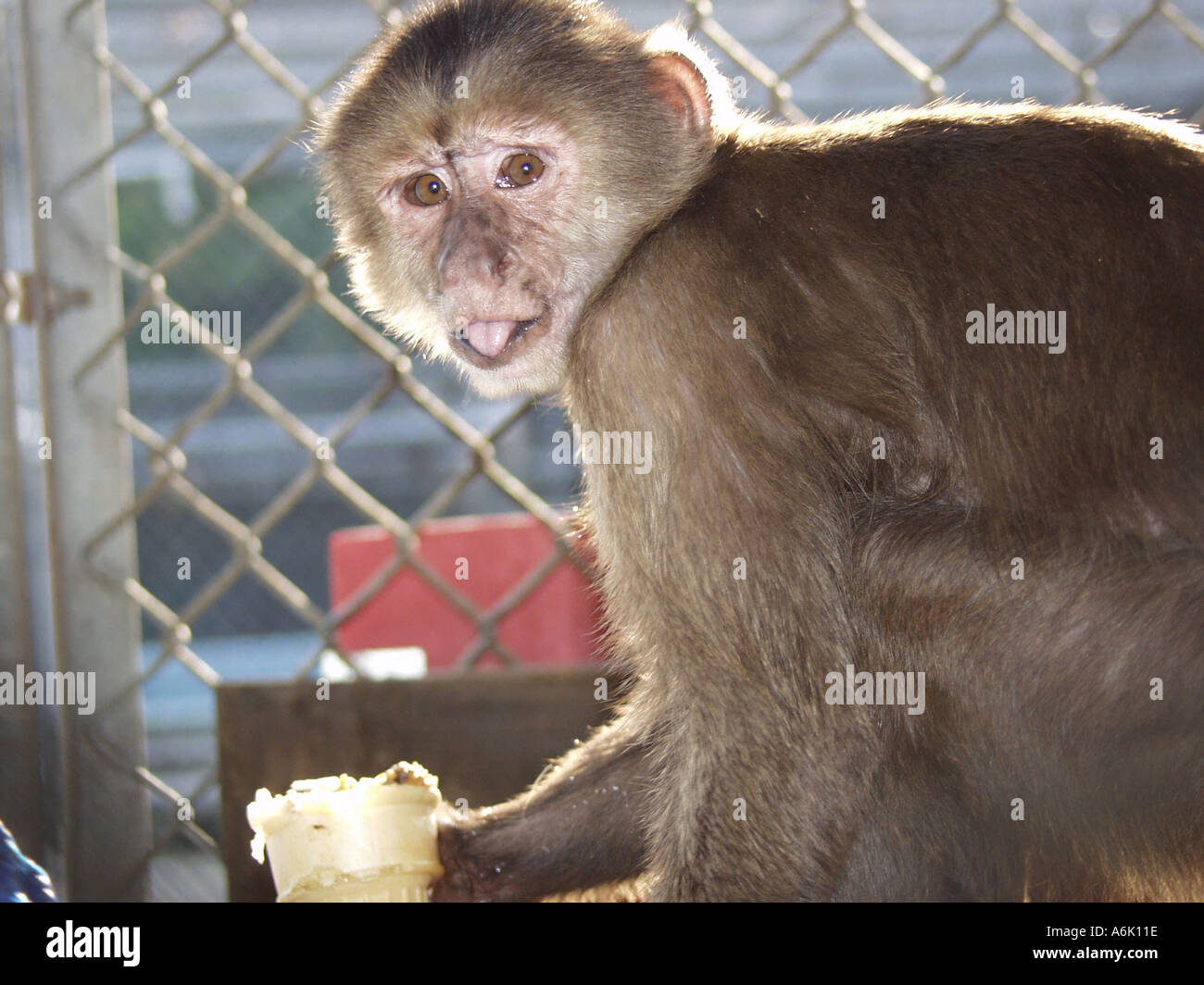 Small domestic capuchin monkey enjoys a snack from an ice cream cone in ...
