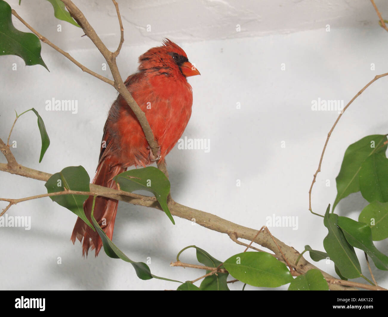 Male American cardinal roosting in a ficus tree in western Florida ...