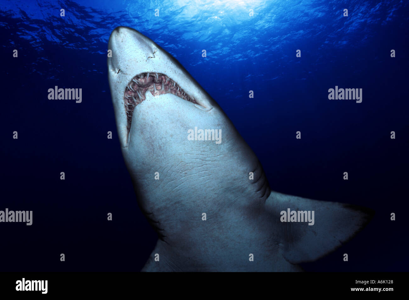 Sand tiger shark Eugomphodus taurus Southeastern Australia Stock Photo ...
