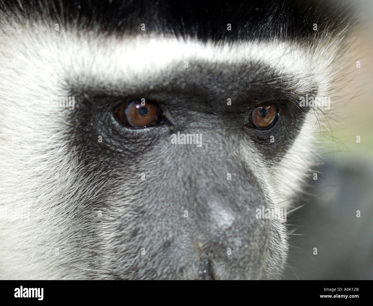 Colubus hi-res stock photography and images - Alamy