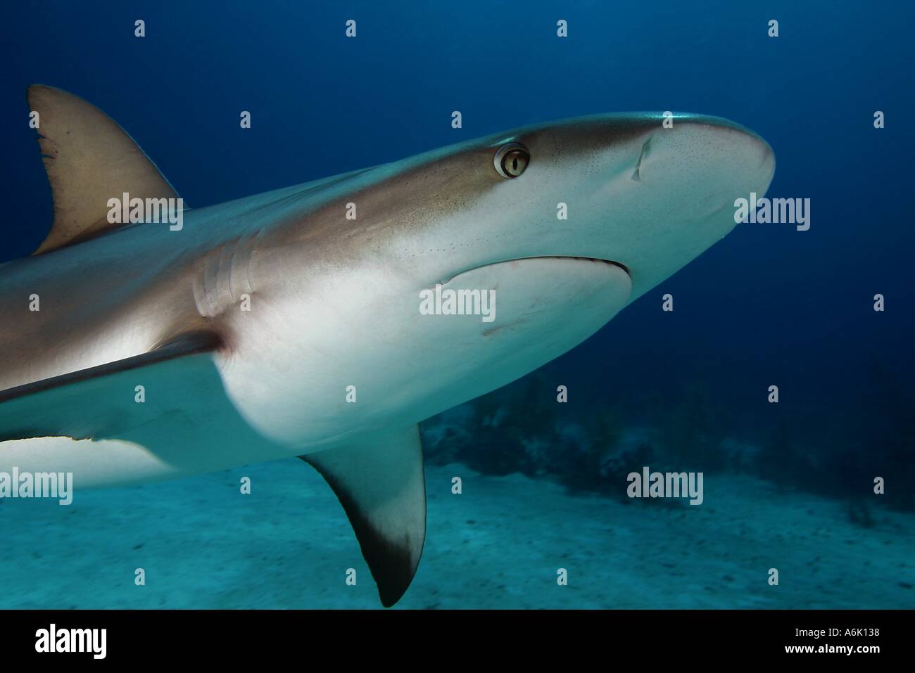 Caribbean Reef Shark Carcharhinus perezi Nassau Bahamas Stock Photo - Alamy