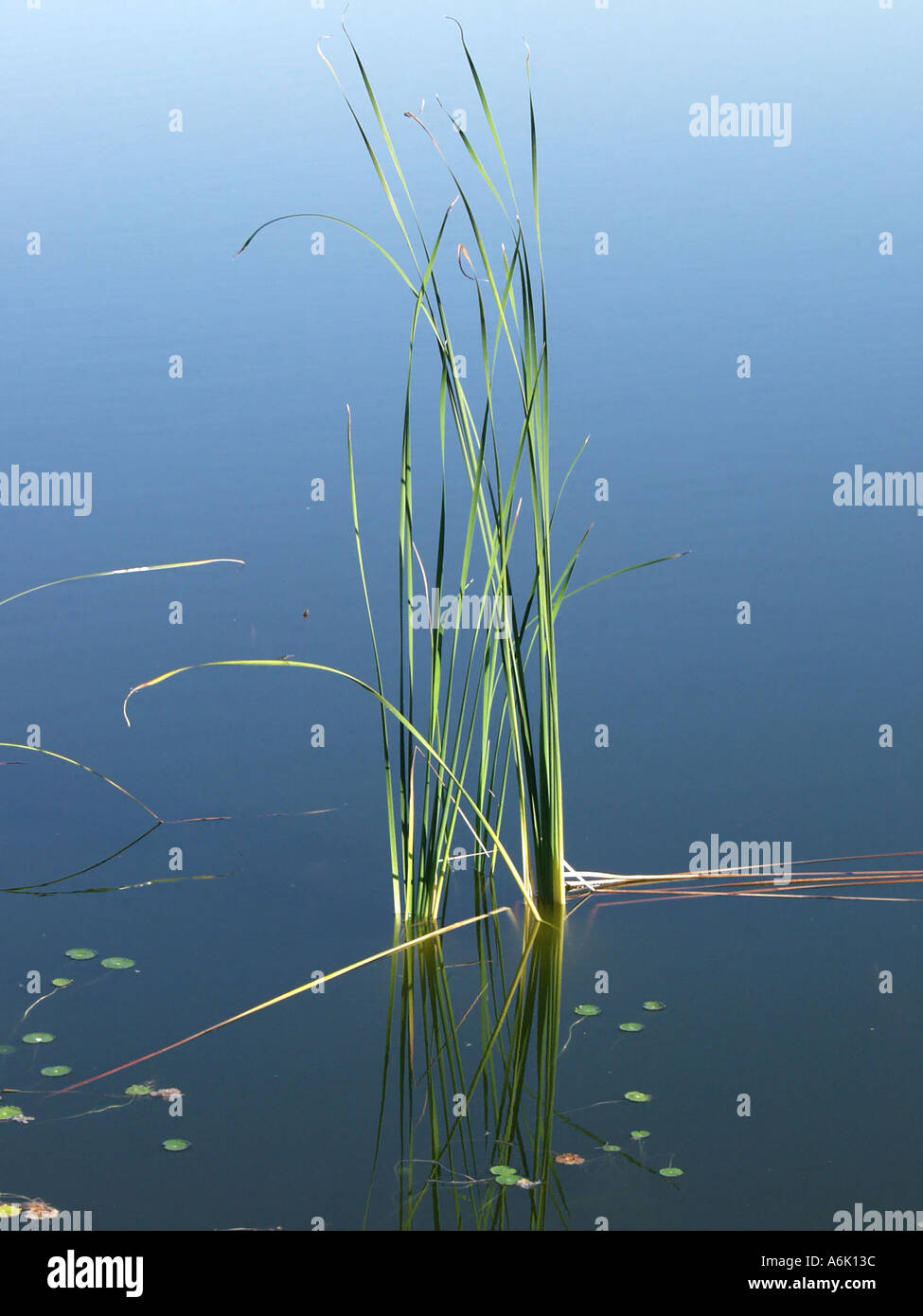 Cattails ( Typha latifolia ) growing in a small pond in western Florida ...