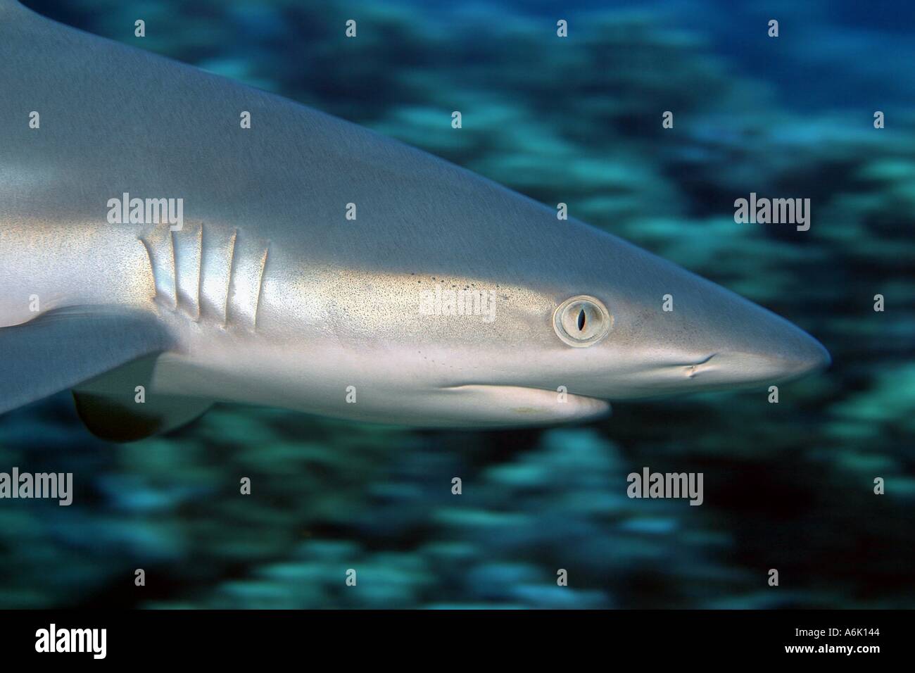 Gray reef shark Carcharhinus amblyrhynchos Hawaii Stock Photo - Alamy