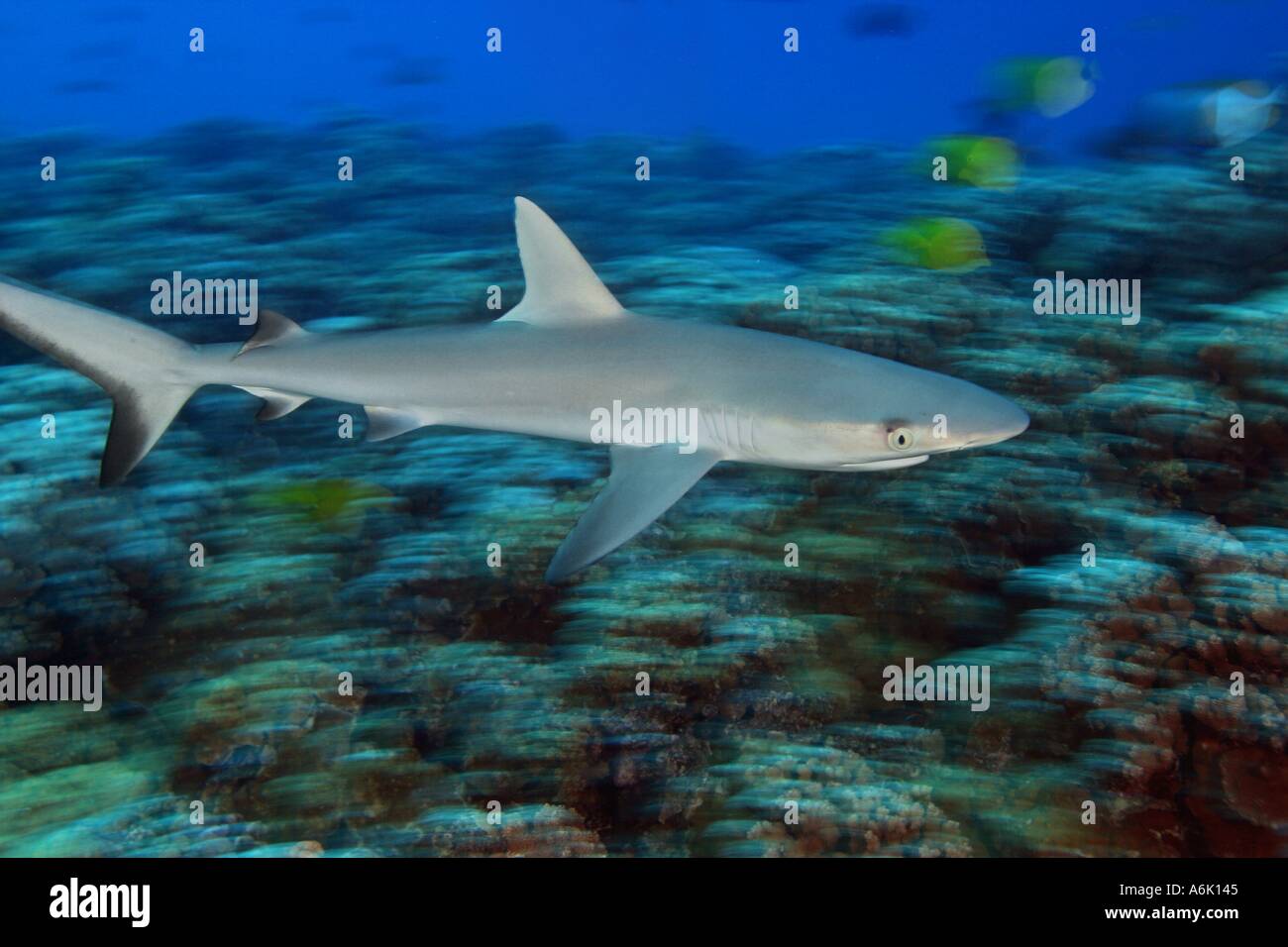 Gray reef shark Carcharhinus amblyrhynchos Hawaii Stock Photo - Alamy