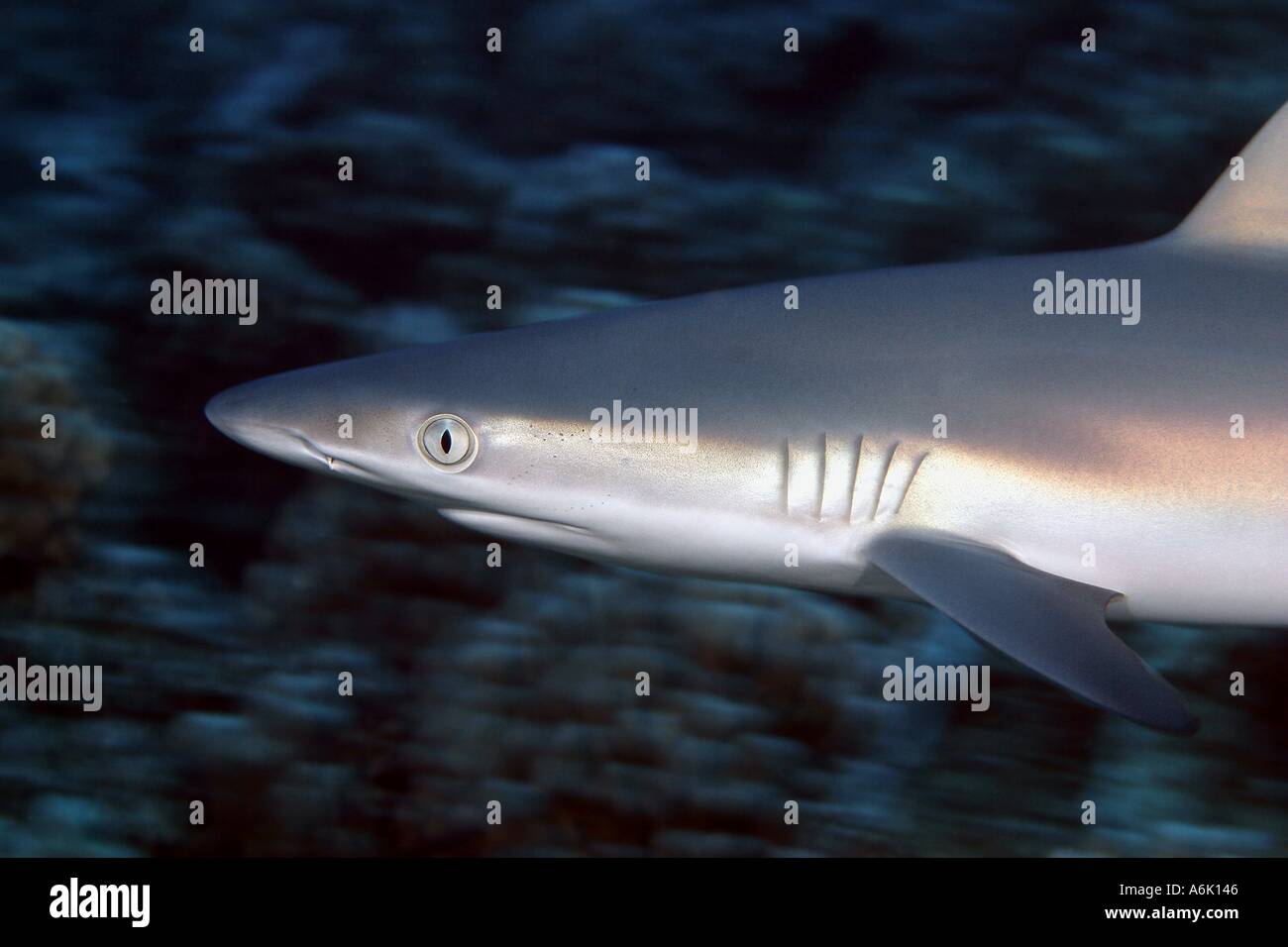 Gray reef shark Carcharhinus amblyrhynchos Hawaii Stock Photo - Alamy