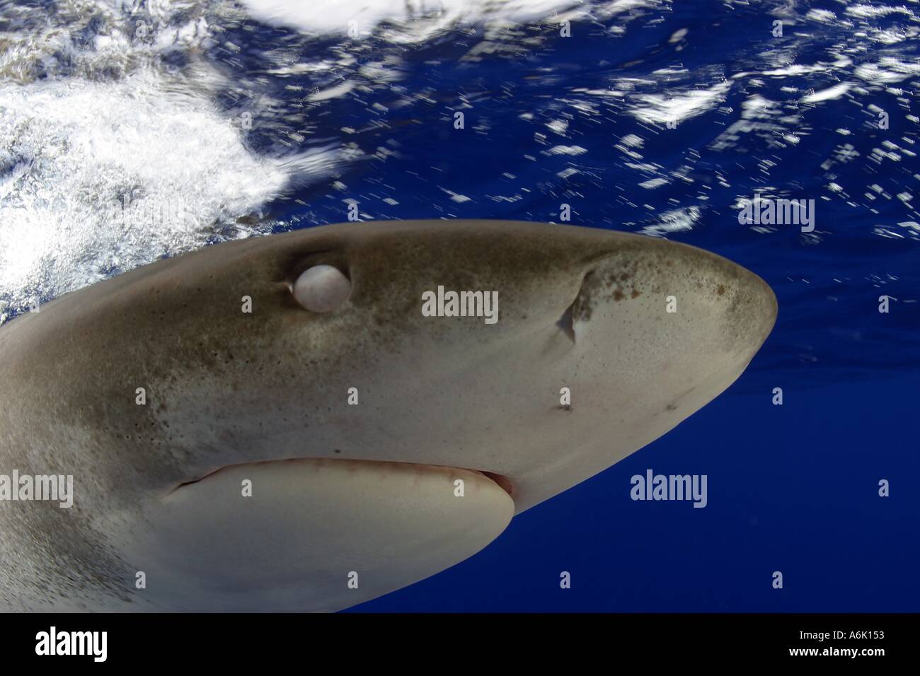 Shark eye membrane hi-res stock photography and images - Alamy