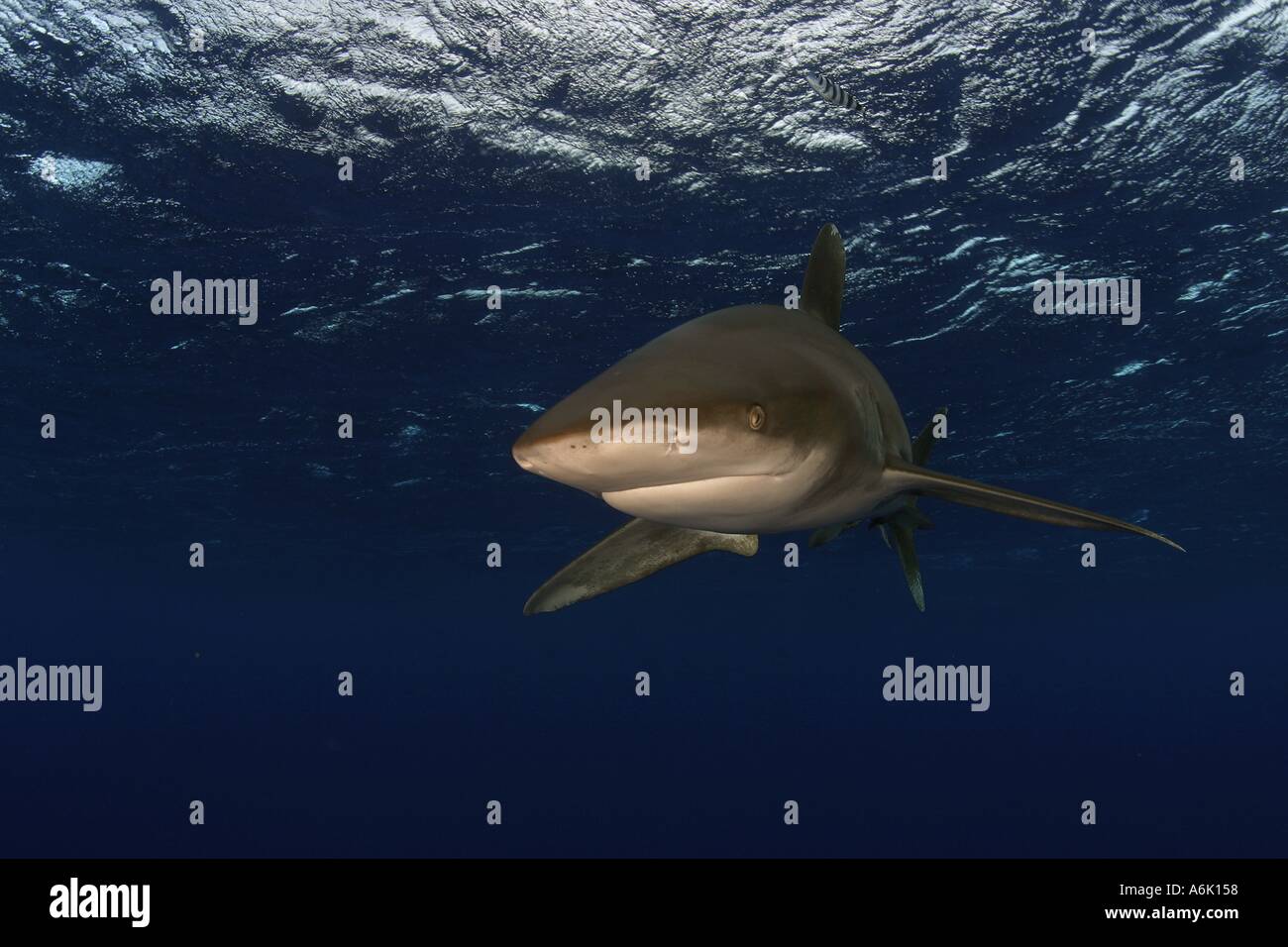 Oceanic whitetip sharks Carcharhinus longimanus mature at six feet in ...