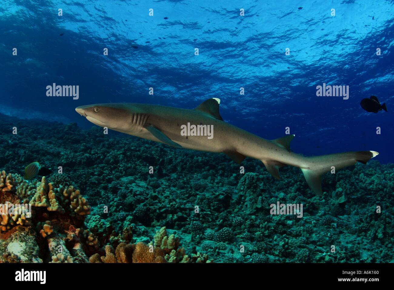 Pointed teeth hi-res stock photography and images - Alamy