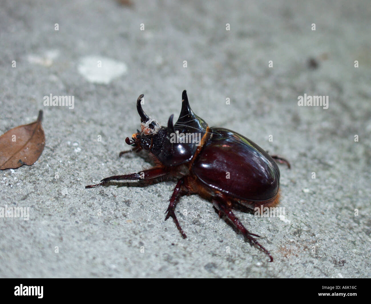 Rhinocerous beetle hi-res stock photography and images - Alamy