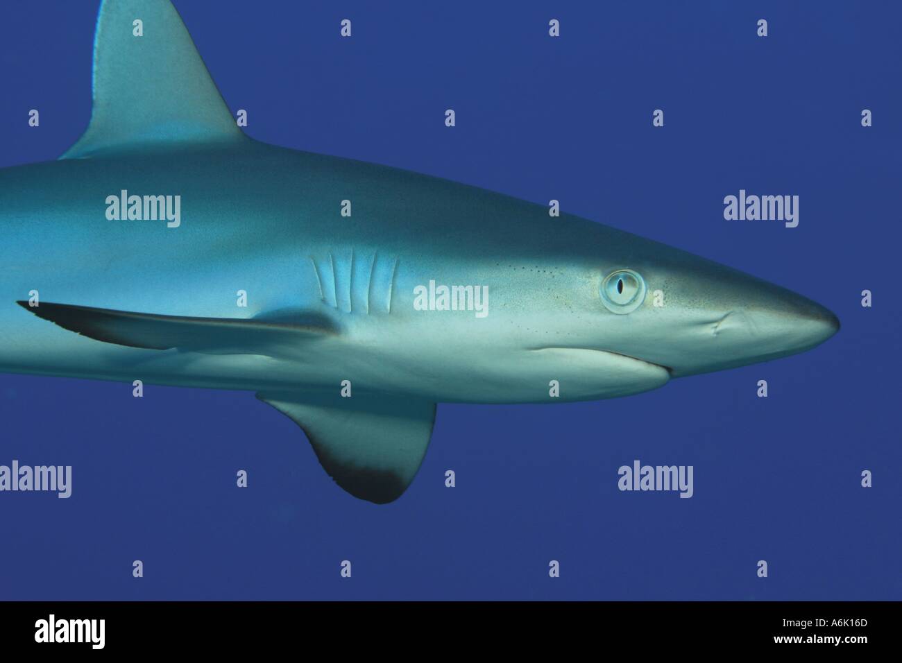 Grey reef shark juvenile hi-res stock photography and images - Alamy