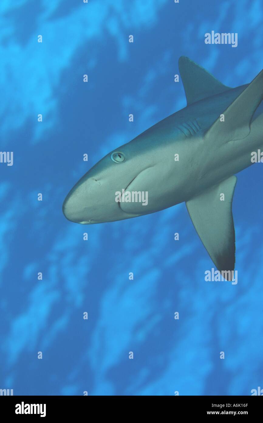 This close look at a gray reef shark Carcharhinus amblyrhynchos was ...