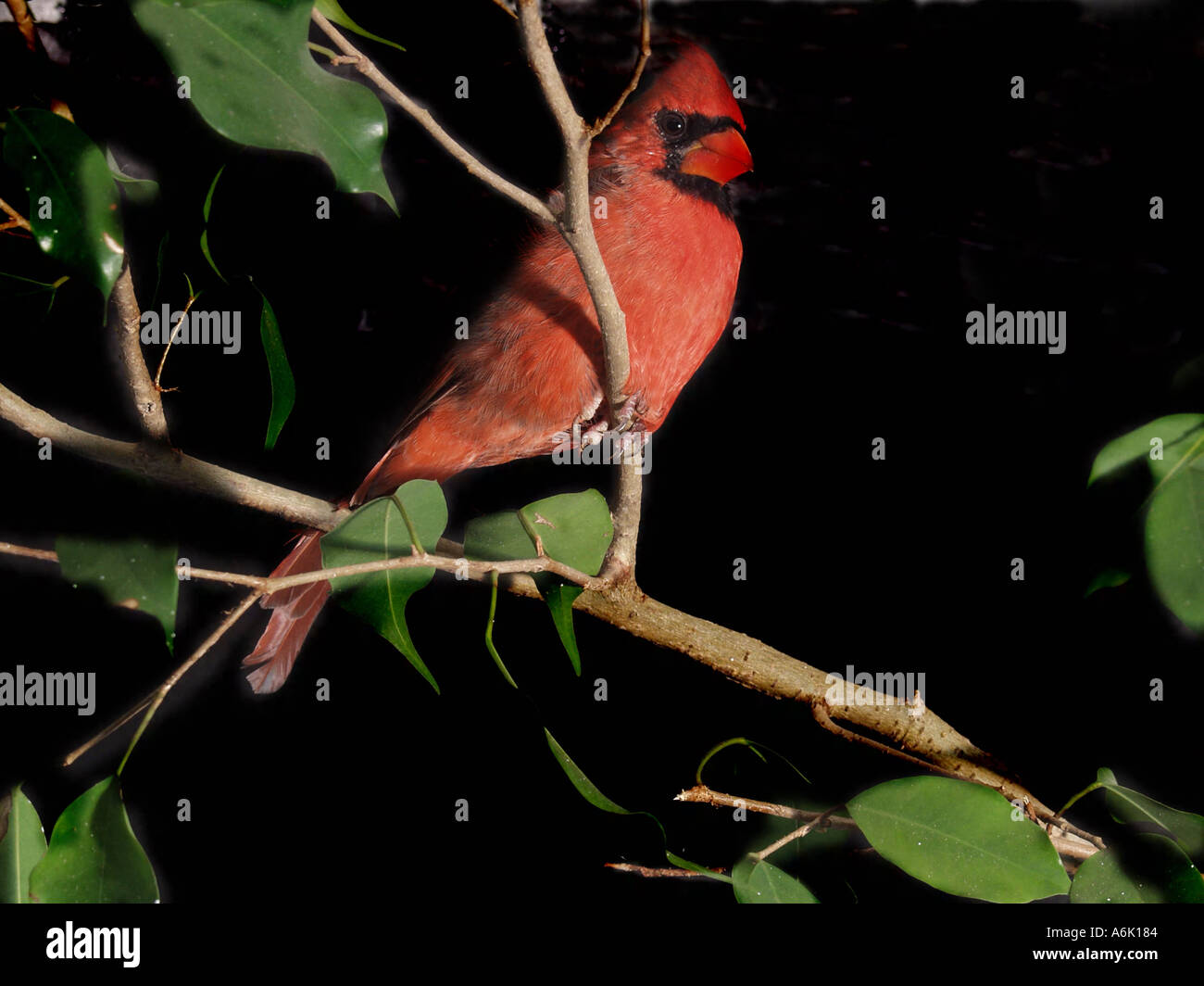 American Cardinal roosting in a ficus tree taken at night in western ...