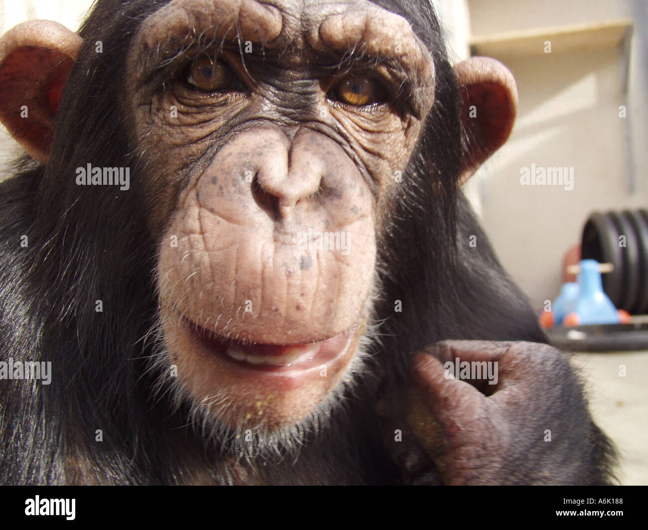 Young chimpanzee looks in curiosity into the camera lens Stock Photo ...