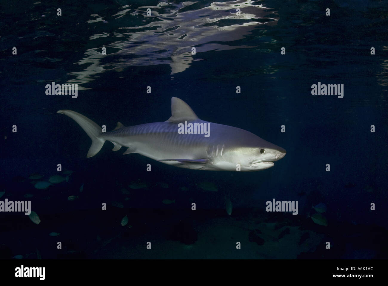 The tiger shark Galeocerdo cuvier reaches over 18 feet in length and ...