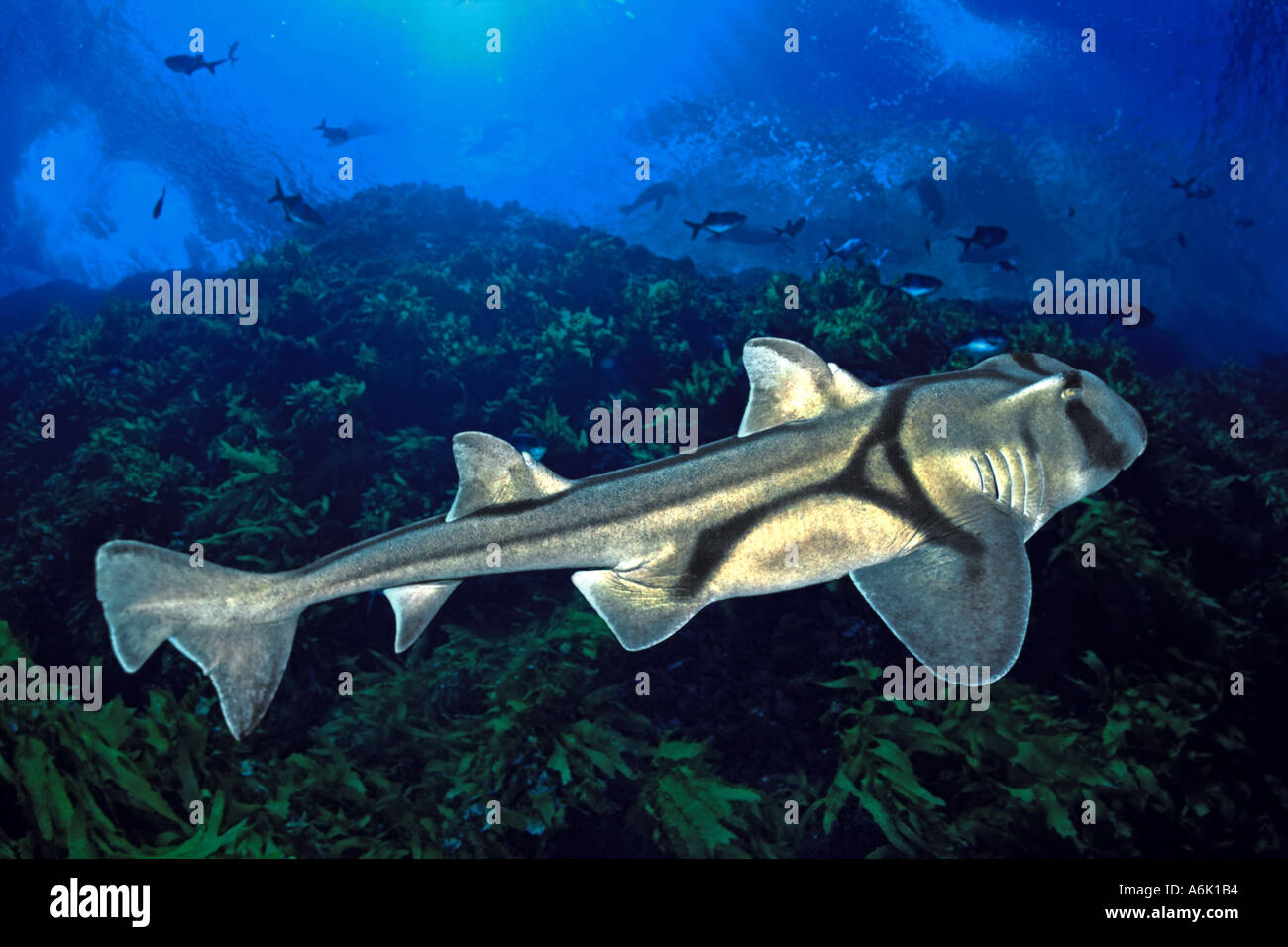 Port Jackson shark Heterodontus portusjacksoni South Australia Stock ...
