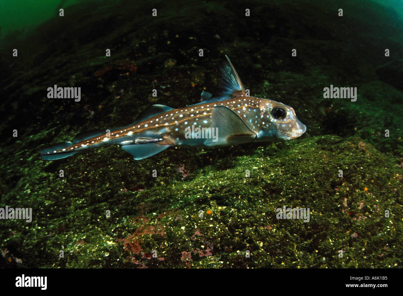 Pacific spookfish hi-res stock photography and images - Alamy