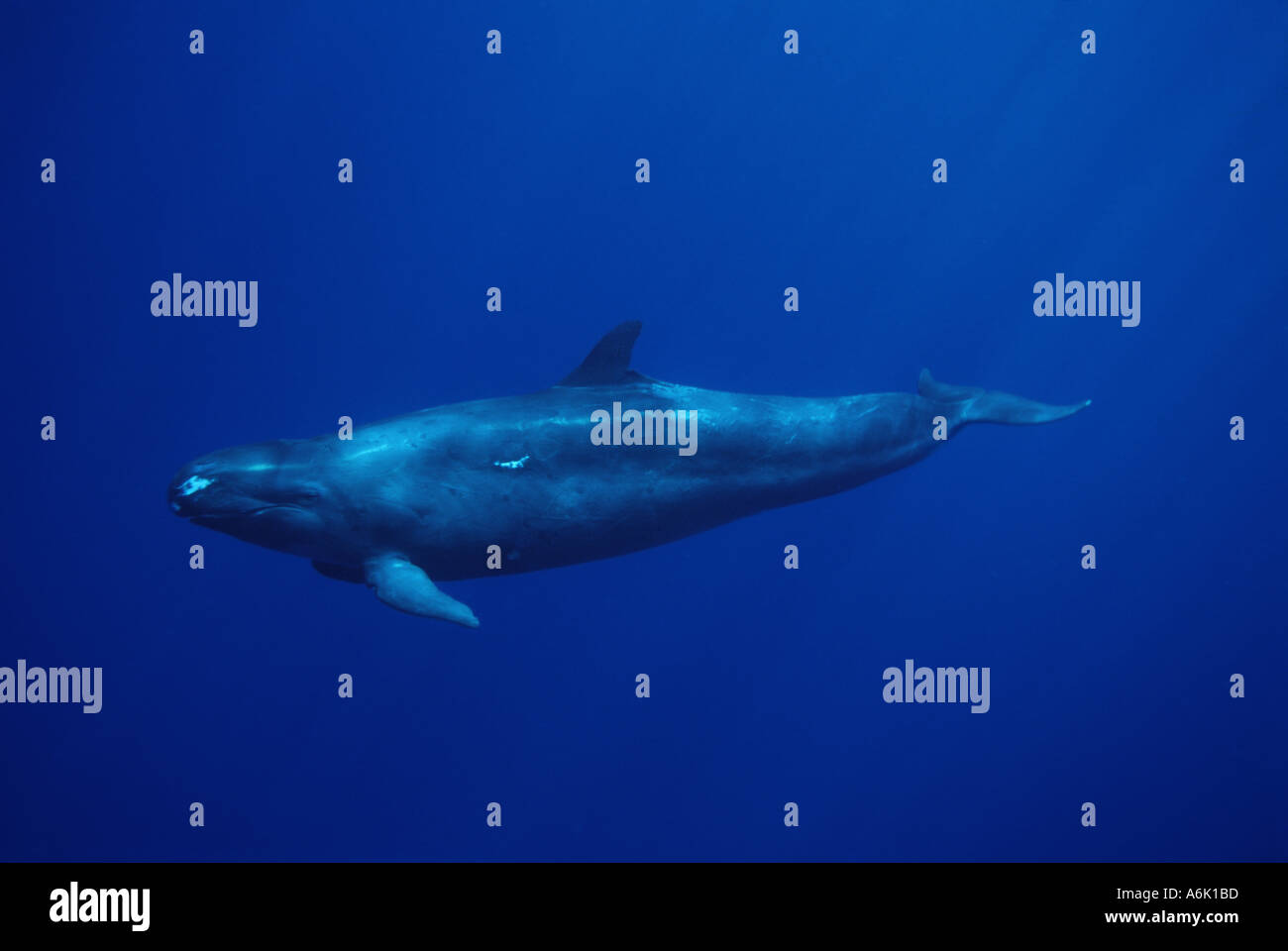 A FALSE KILLER WHALE Pseudorca crassidens. HAWAII Stock Photo - Alamy