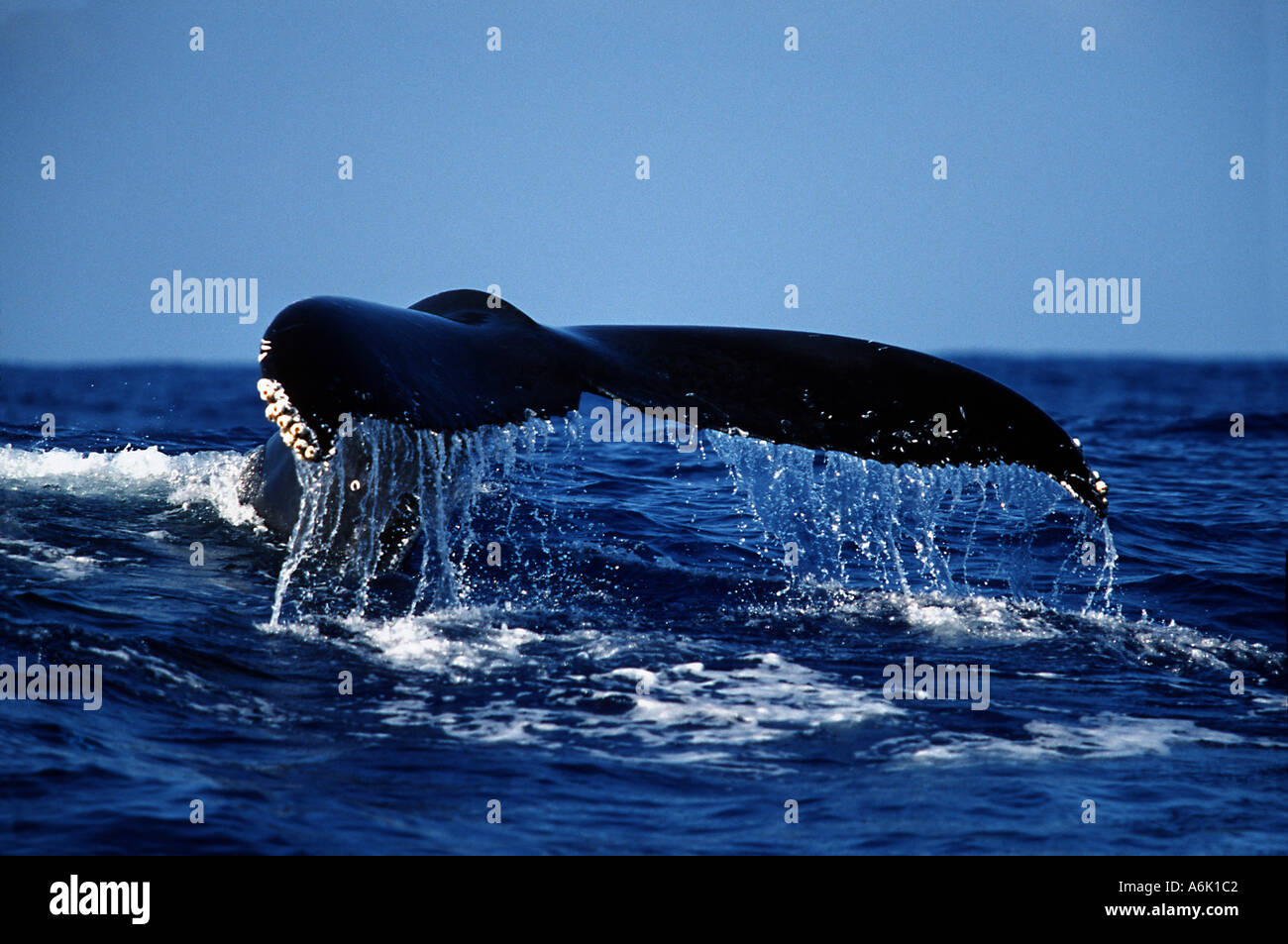 TAIL OF A HUMPBACK WHALE Megaptera novaeangliae HAWAII Stock Photo - Alamy