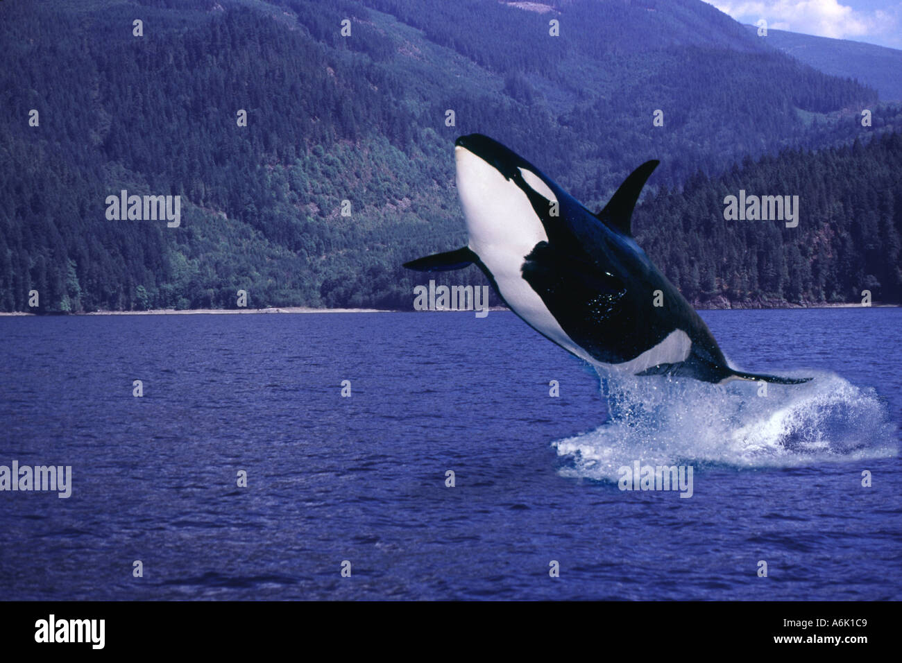 BREACHING ORCA / KILLER WHALE Orcinus orca BRITISH COLUMBIA, CANADA ...