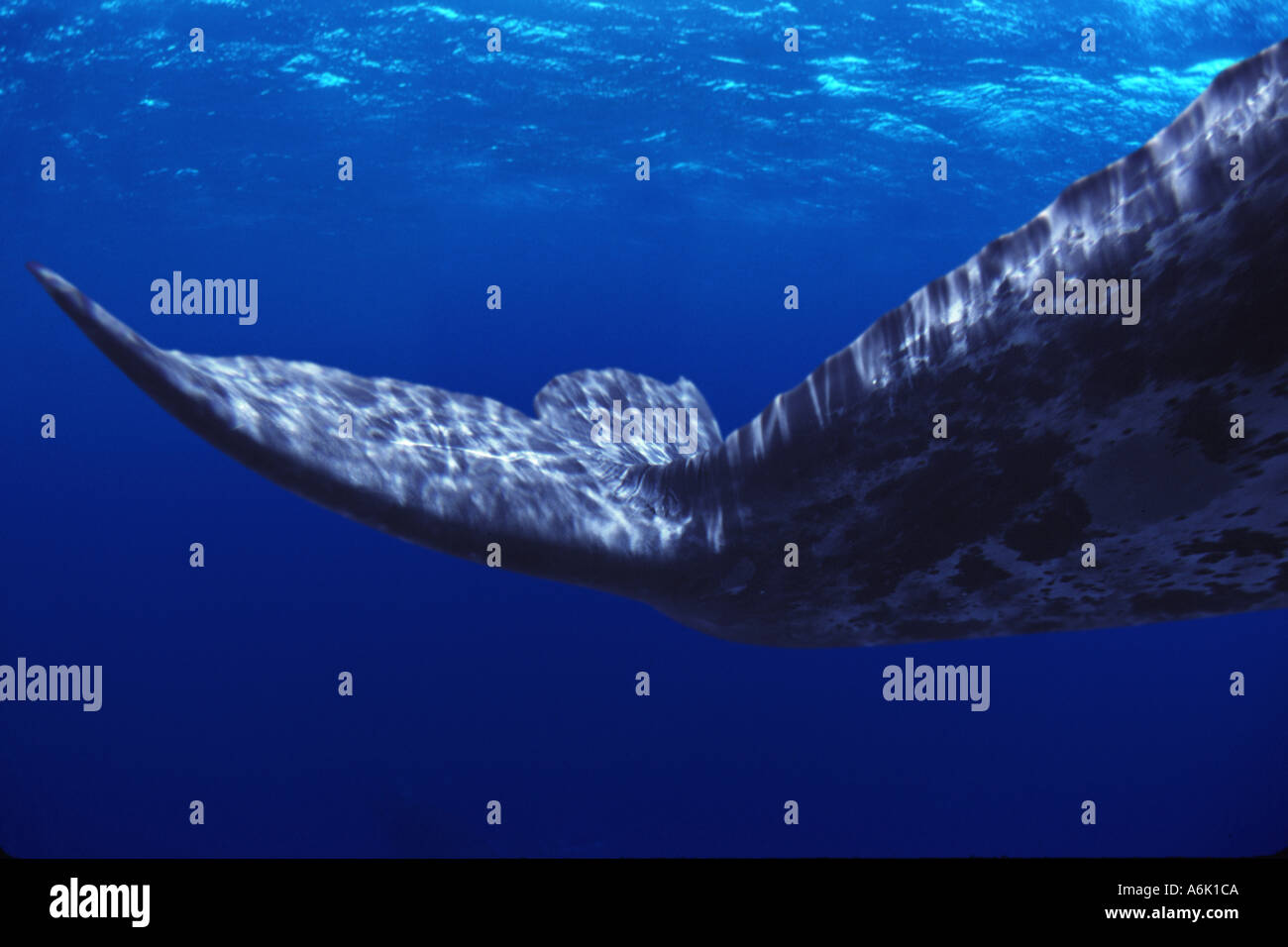 GRAY WHALE TAIL Eschrichtius robustus CALIFORNIA, USA Stock Photo - Alamy