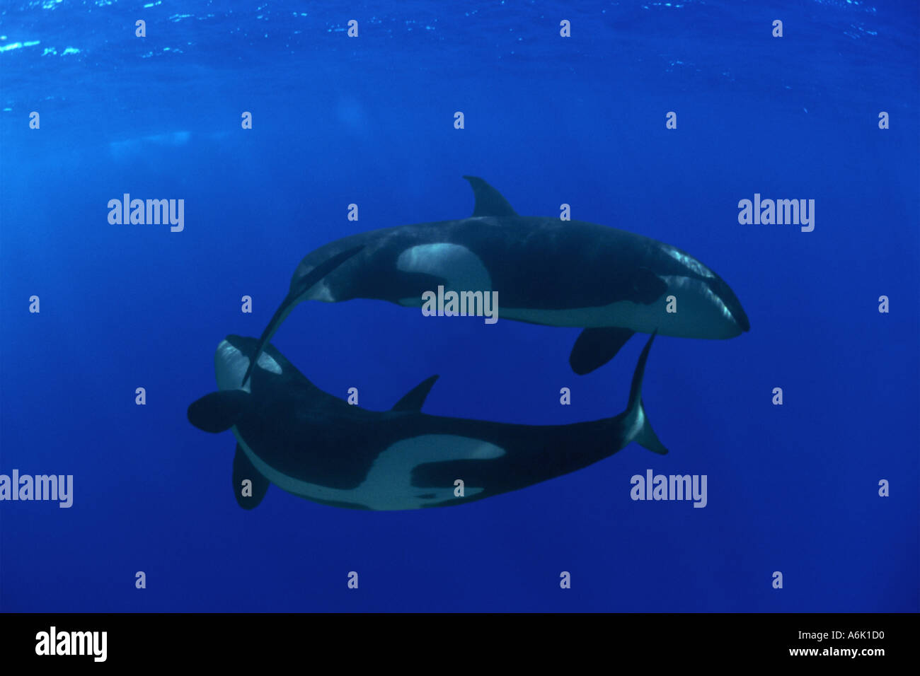 ORCA / KILLER WHALE Orcinus orca Stock Photo - Alamy