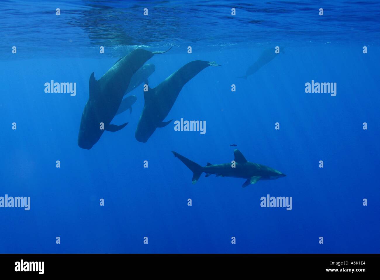 Oceanic whitetip shark Carcharhinus longimanus and short finned pilot ...