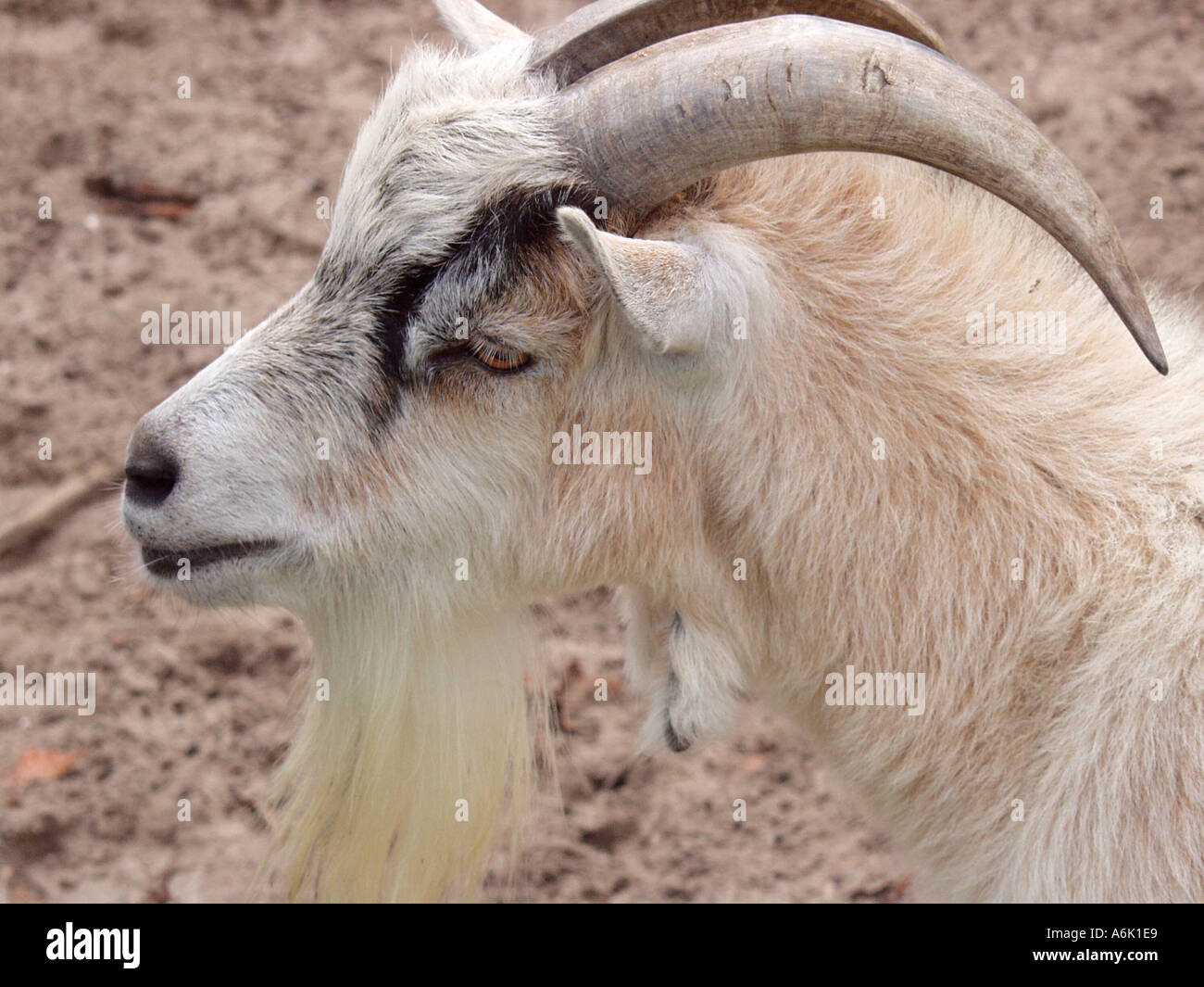 closeup common goat in a small petting zoo Stock Photo - Alamy