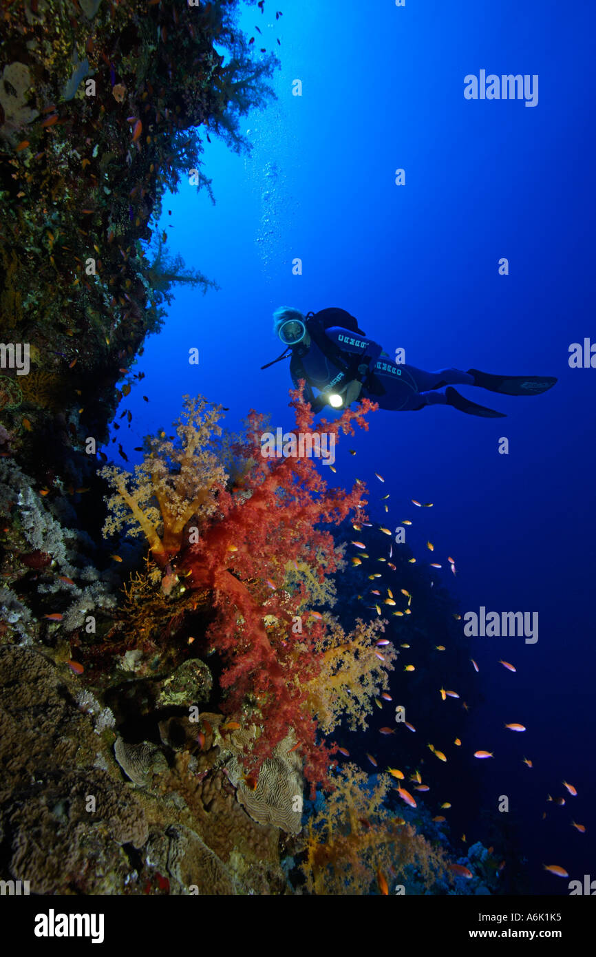 scuba diver on colorful coral reef Stock Photo - Alamy