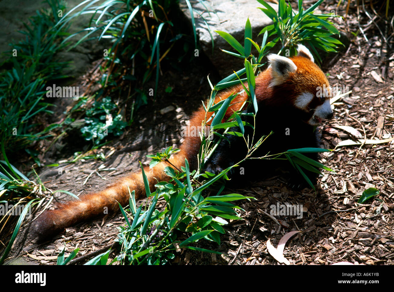 Sydney NSW Australia Taronga Zoo Red Panda Stock Photo - Alamy