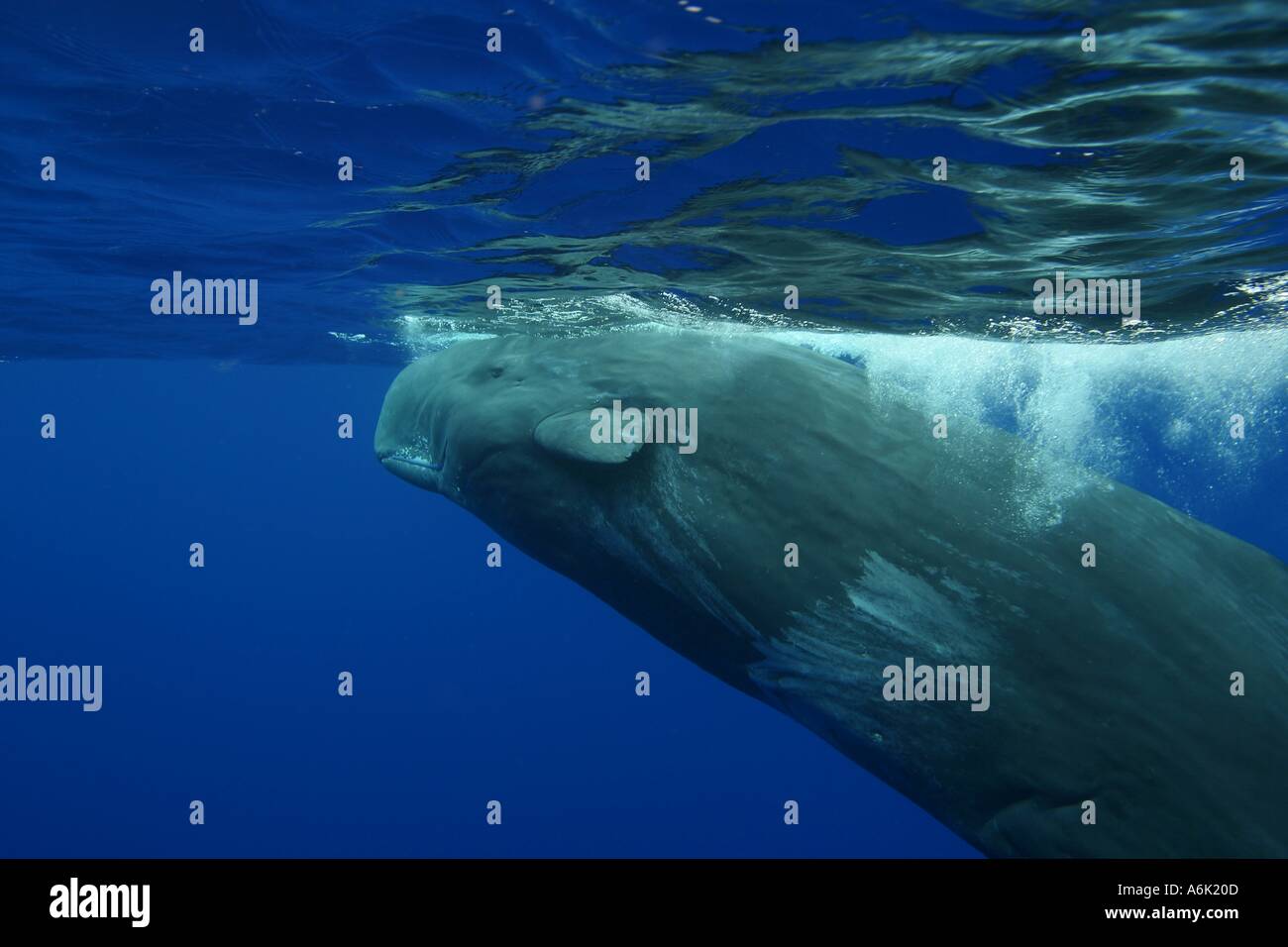 SPERM WHALE Physeter macrocephalus HAWAII Stock Photo - Alamy