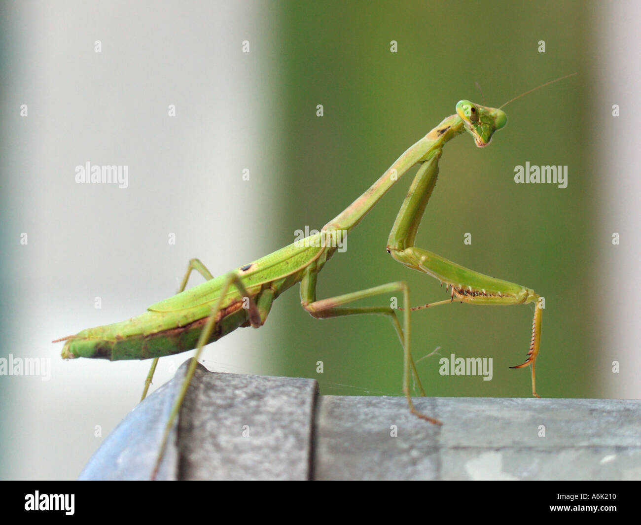 Carolina mantis praying stagmomantis hi-res stock photography and ...