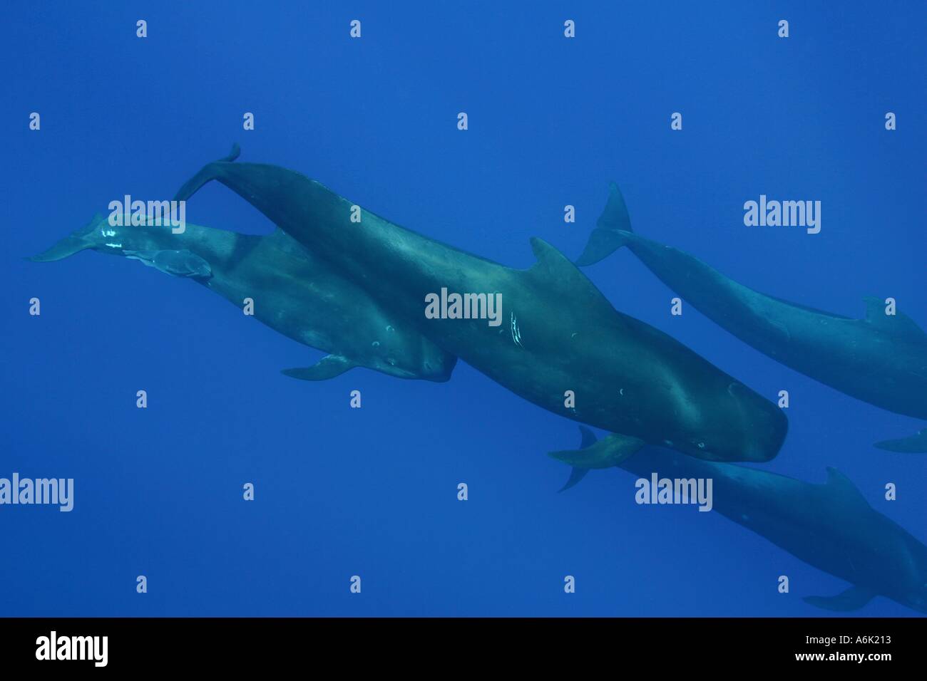 SHORT FINNED PILOT WHALE Globicephala macrorhynchus HAWAII Stock Photo ...