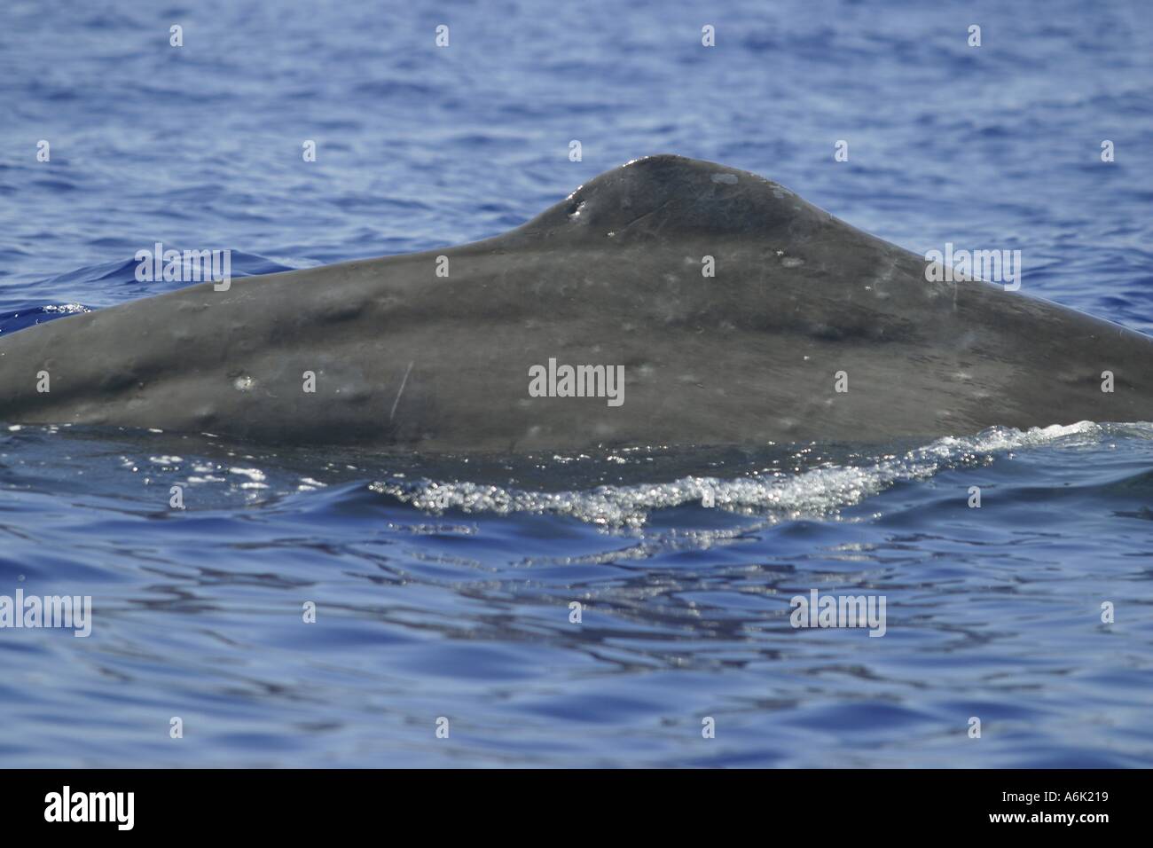 Sperm whale oil spermaceti oil hi-res stock photography and images - Alamy