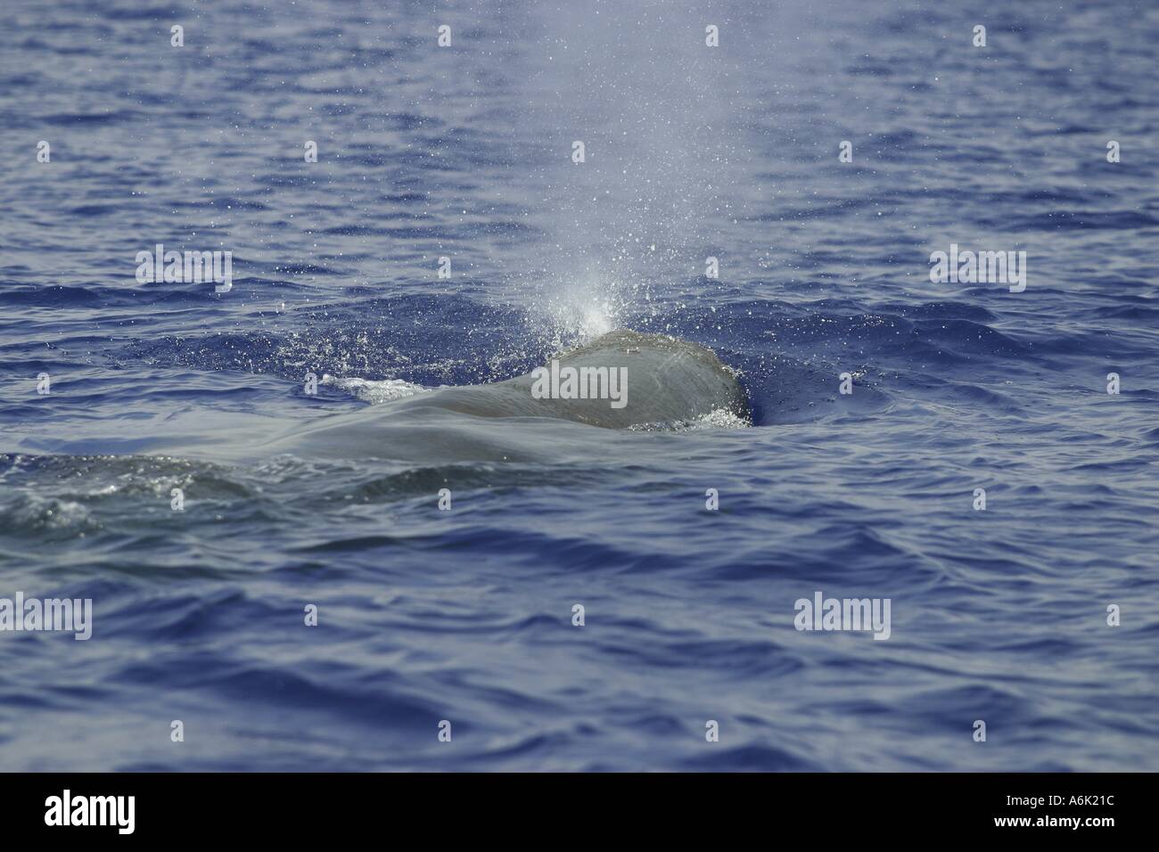 Sperm whale oil spermaceti oil hi-res stock photography and images - Alamy